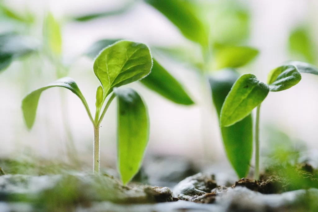 7 Super Simple Steps to Go Green at Home - The Zero Waste List